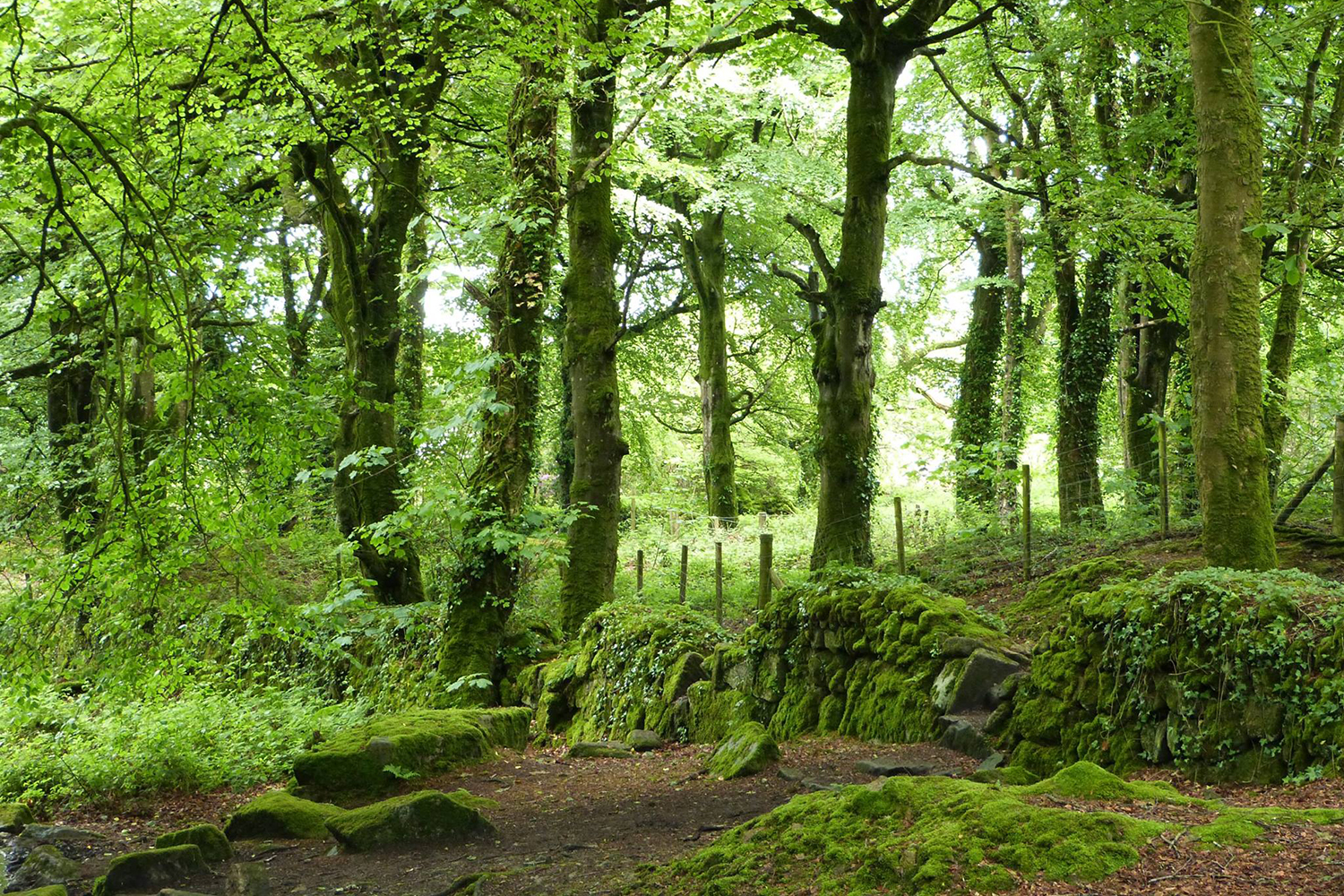 Public Consultations