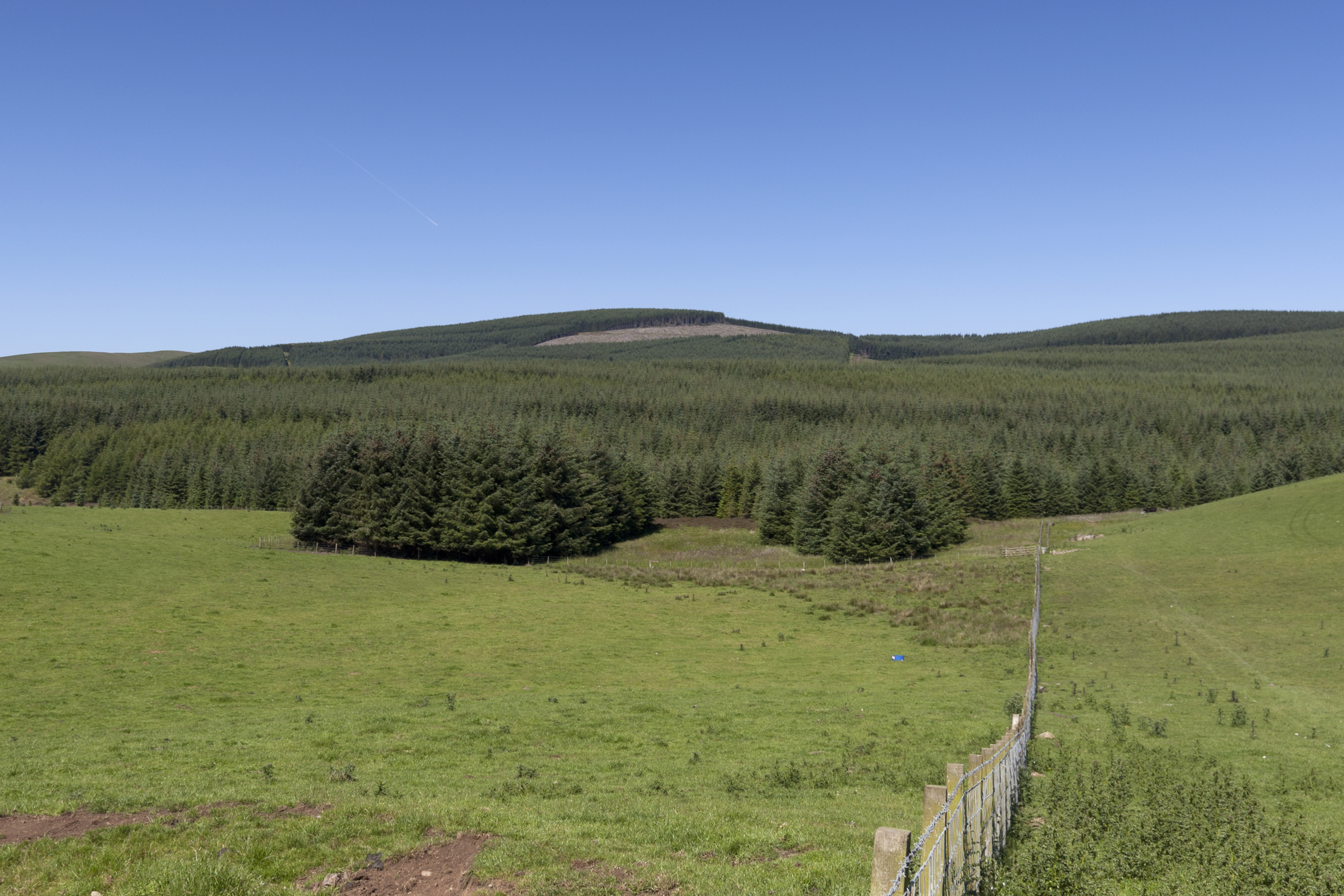 Scottish Government Announces Enhanced Forestry Grant Scheme Rates to ...