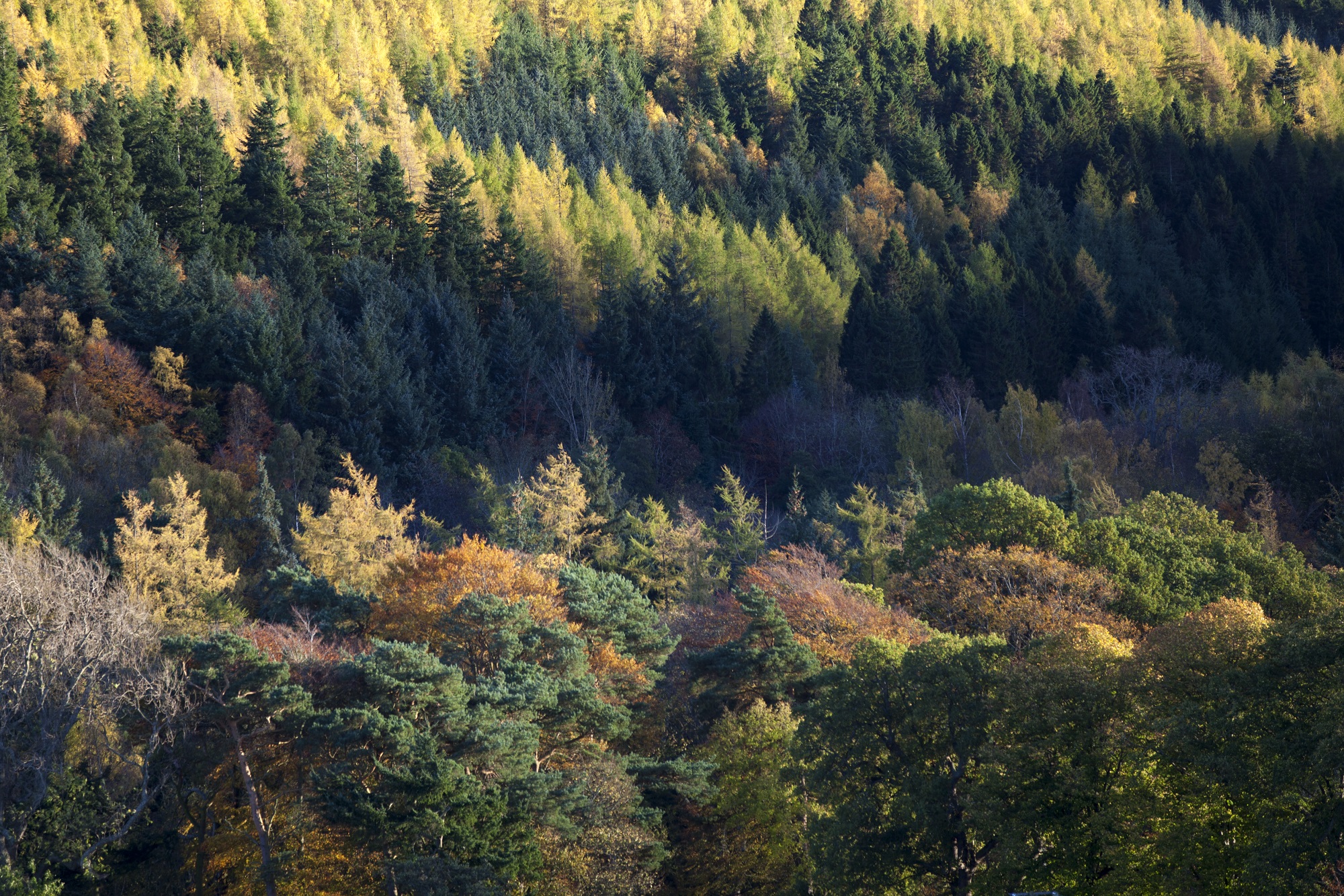 Forest Certification | Scottish Woodlands