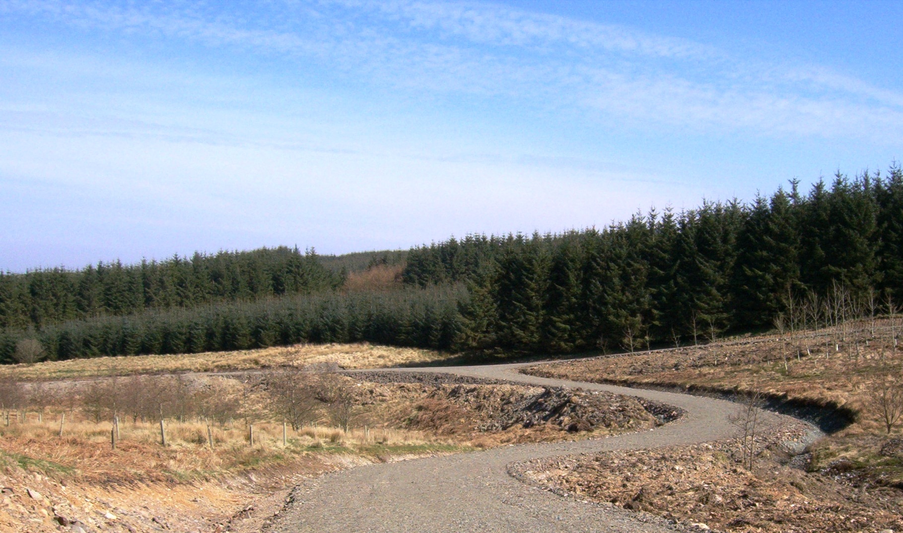 Forest Management | Scottish Woodlands