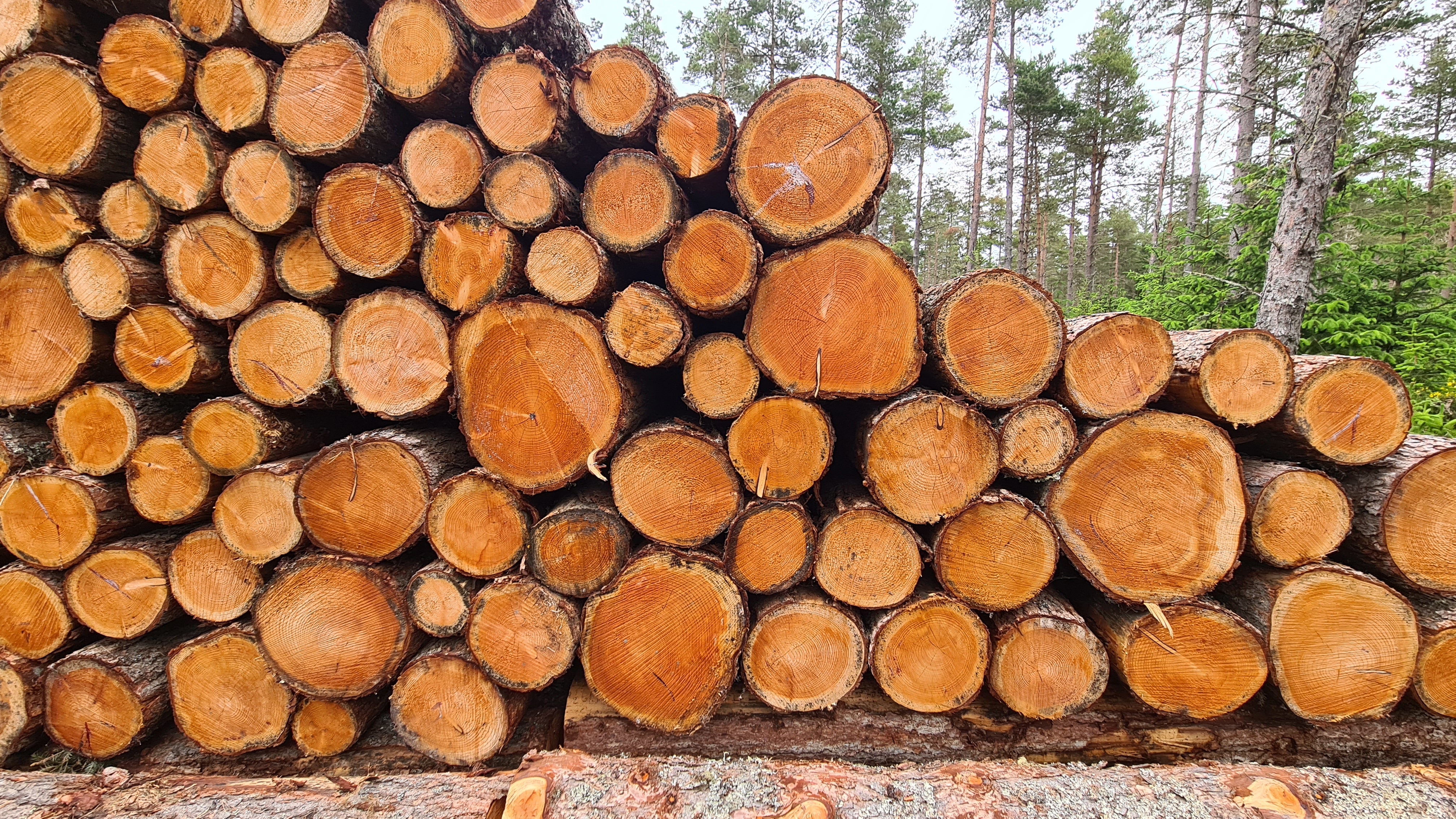 Scottish Government Announces Enhanced Forestry Grant Scheme Rates to ...